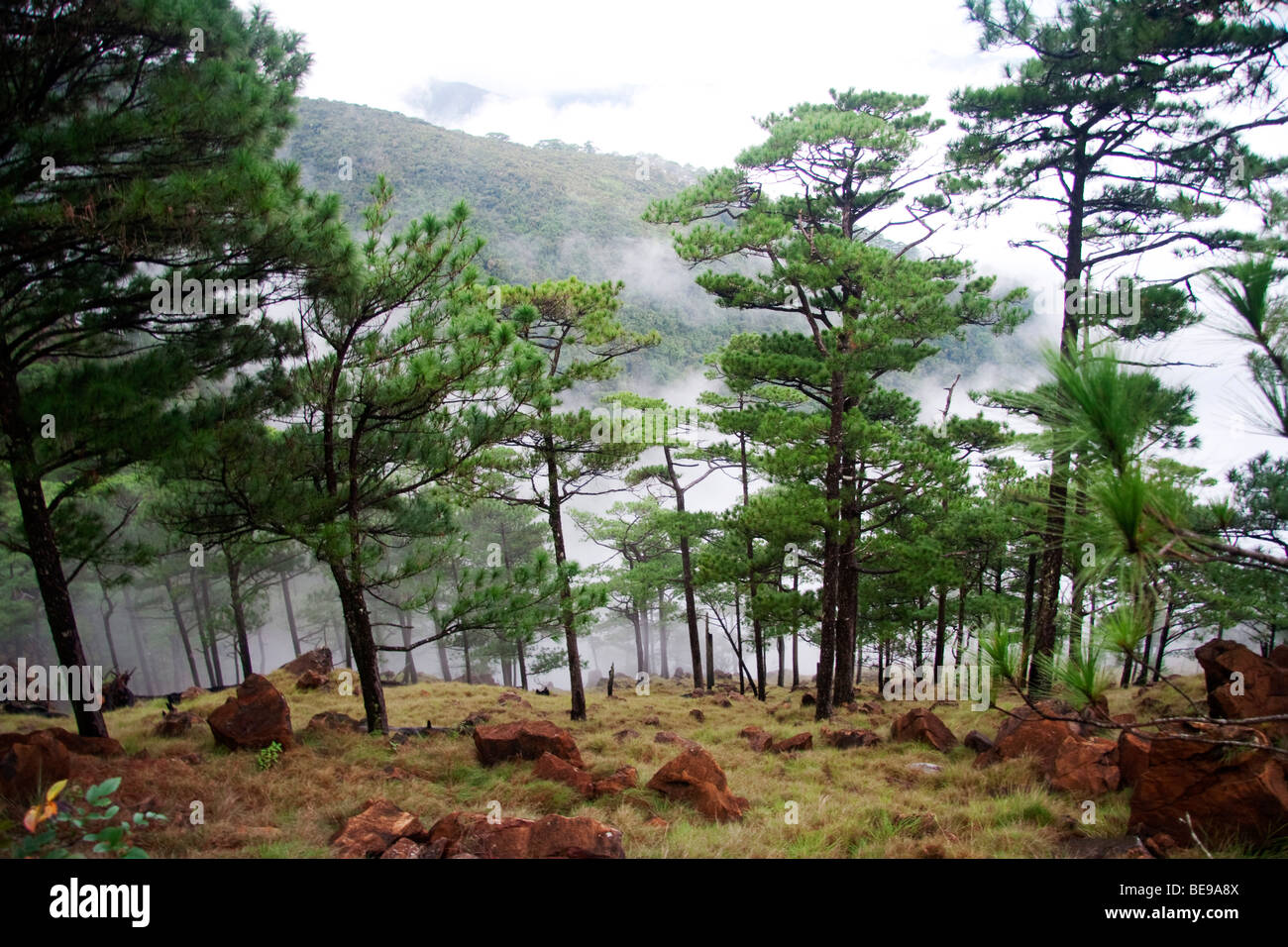 Pine forest in Mt. Tapulao, Zambales Stock Photo - Alamy
