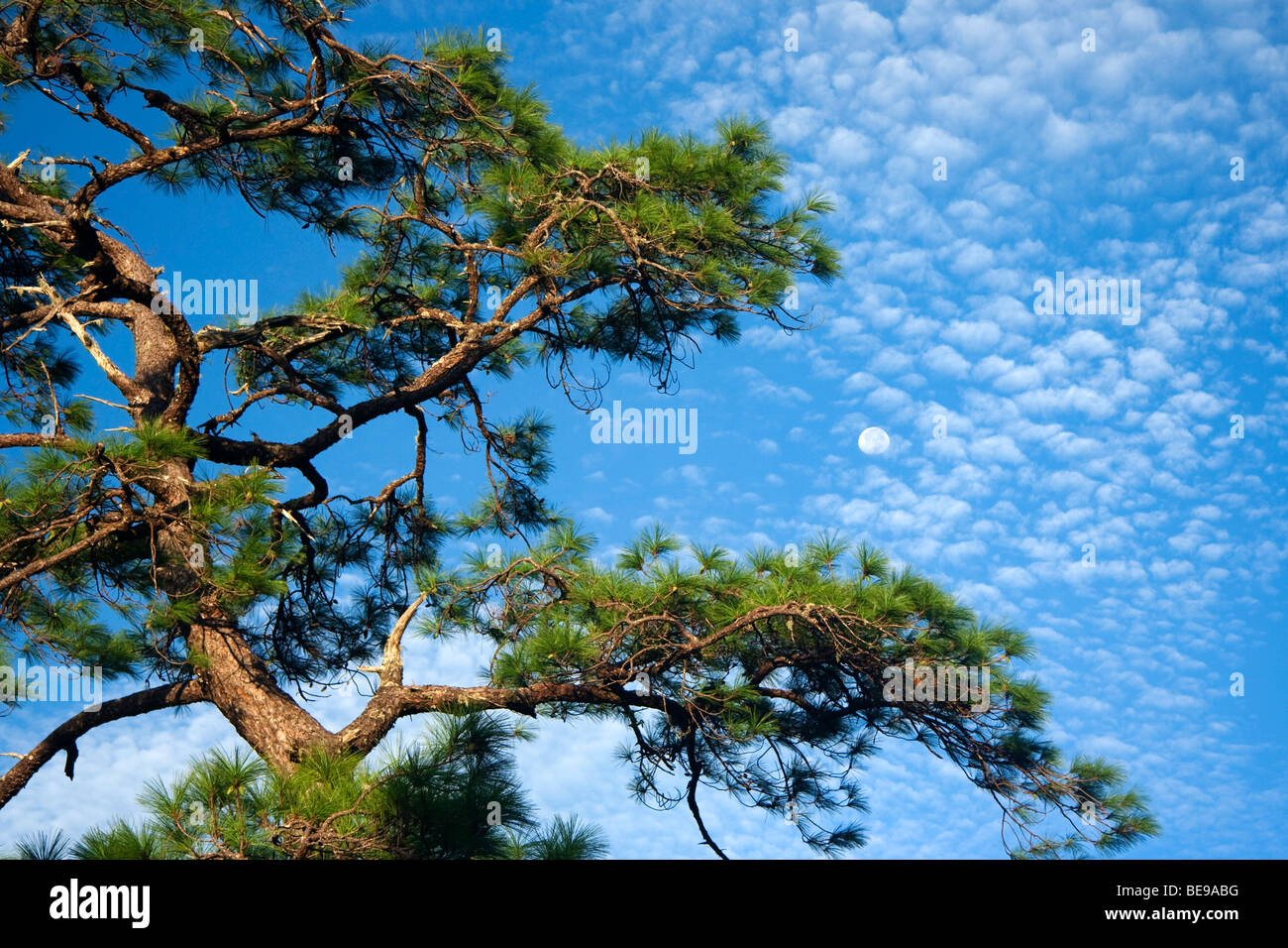 A pine tree with a blue sky background Stock Photo - Alamy