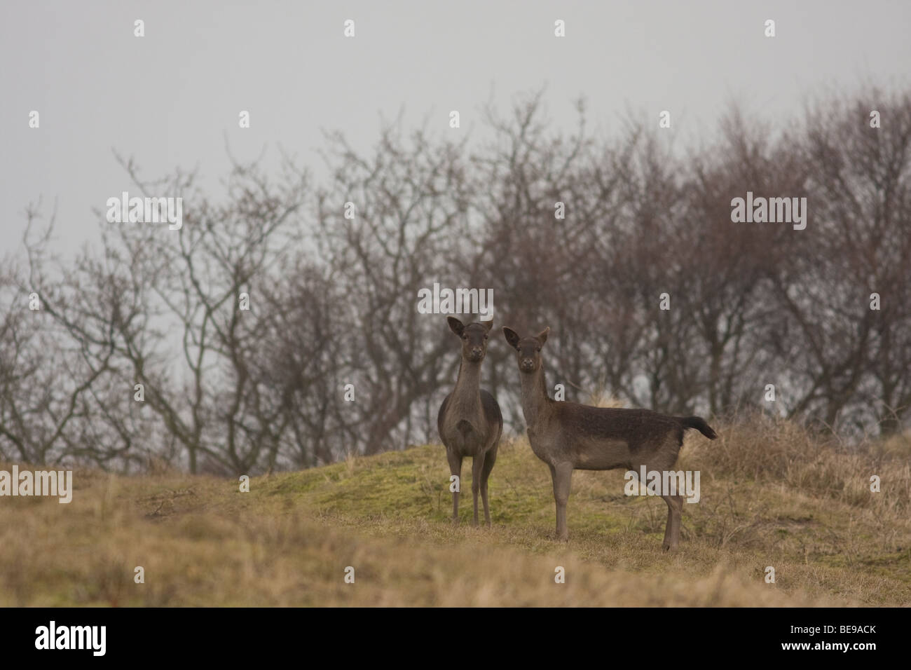 Damherten hi-res stock photography and images - Alamy