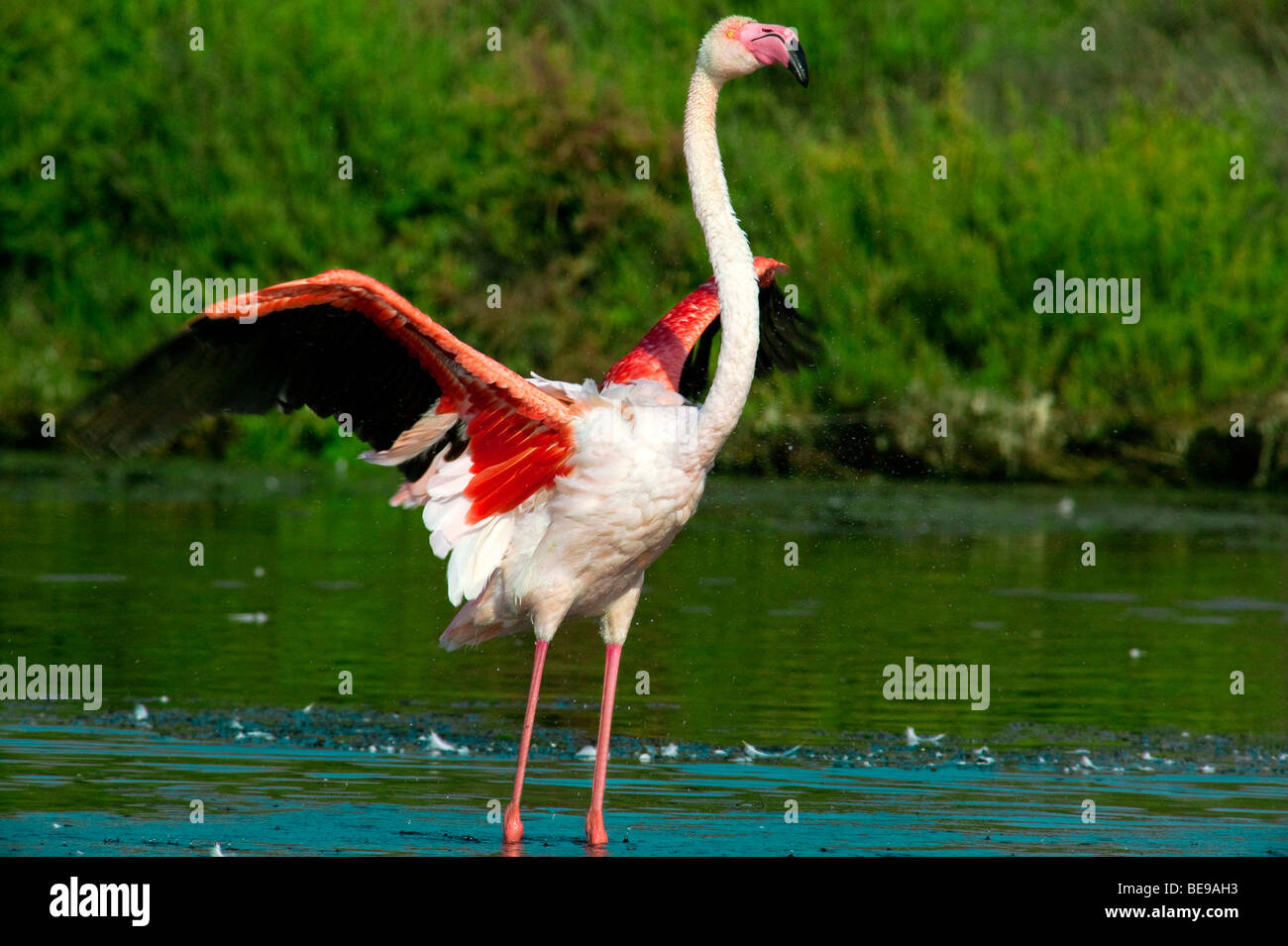 PINK FLAMINGOS, Phoenicopterus ruber, CAMARGUE, FRANCE Stock Photo - Alamy