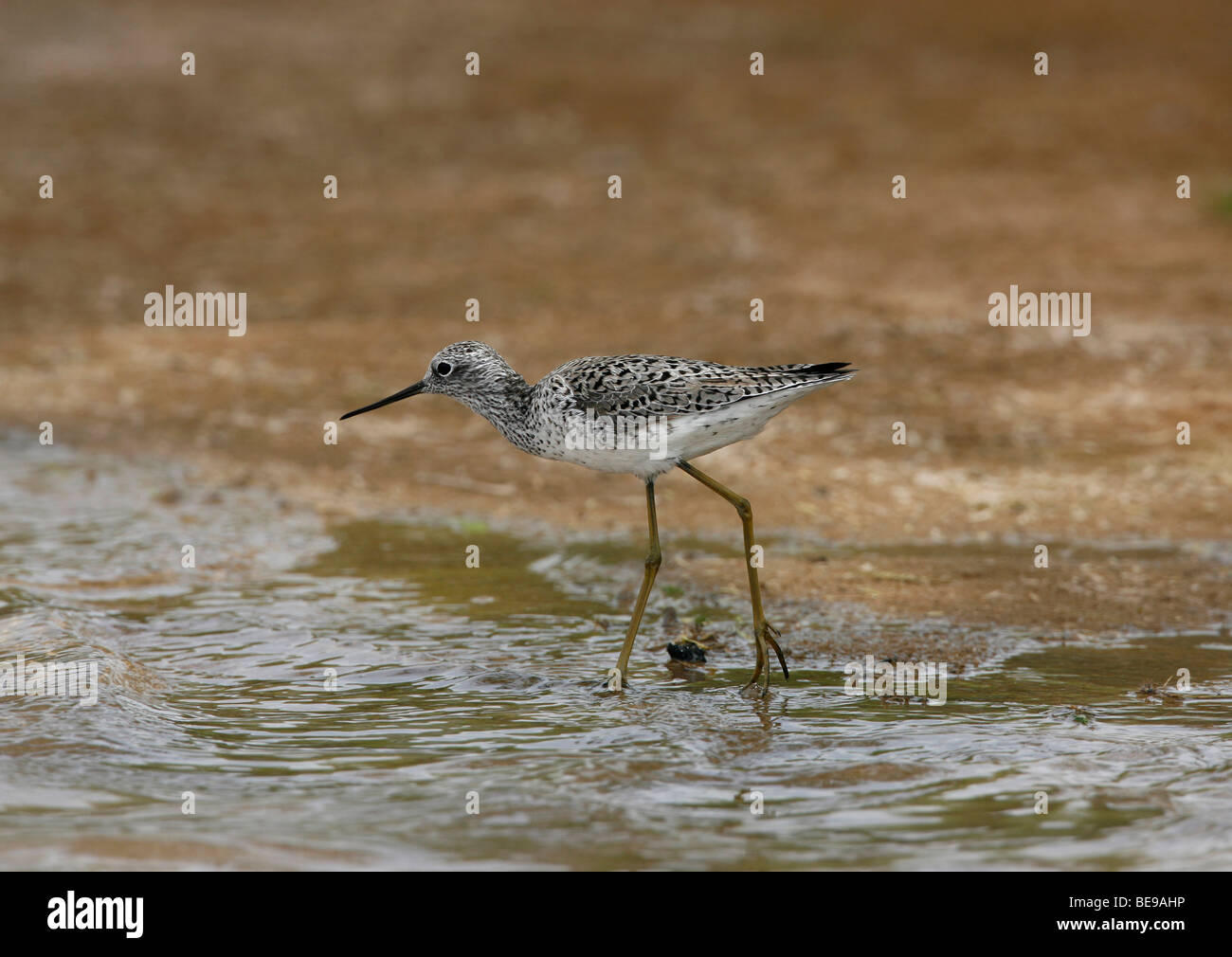 Poelruiter loopt te foerageren. Foraging Marsh Sandpiper Stock Photo ...