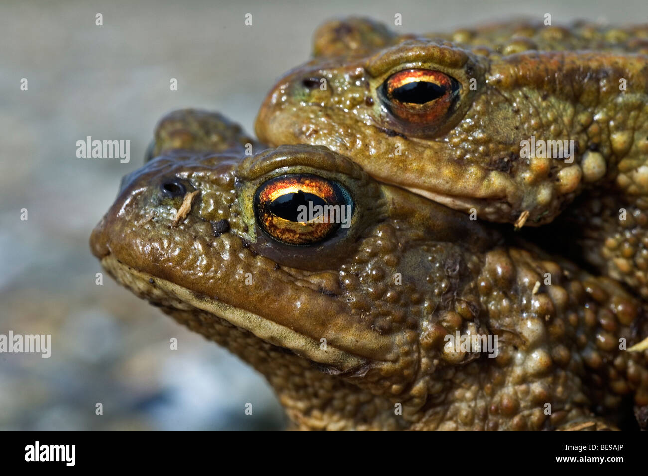 Gewone Pad;Common Toad;Bufo bufo;parend;copulating Stock Photo - Alamy