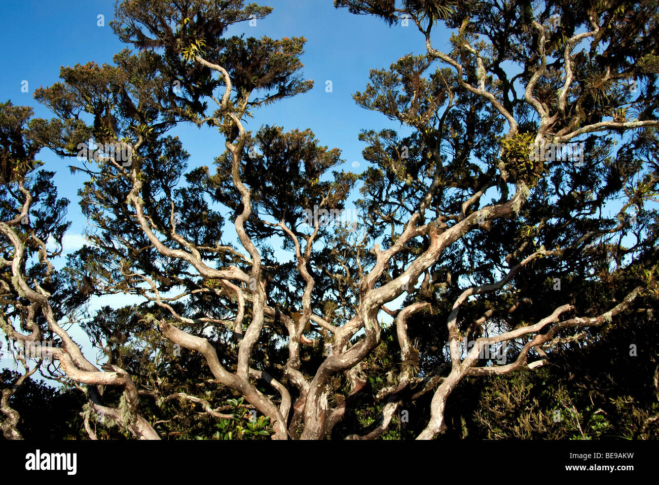 Gnarled tree at the summit of Mt. Tapulao in Zambales Stock Photo - Alamy