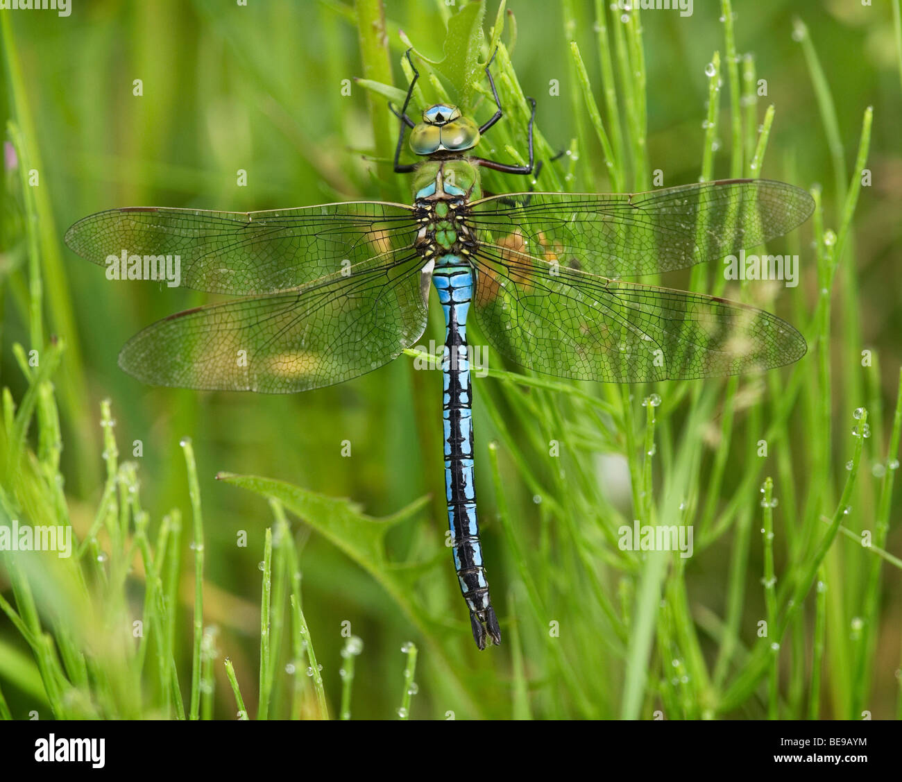 Grote Keizerlibel; Emperor Dragonfly; Anax Imperator Stock Photo - Alamy