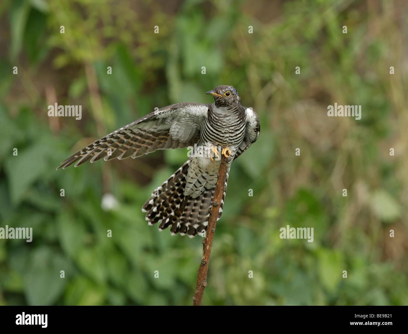 Juvenile cuckoo uk hi-res stock photography and images - Alamy