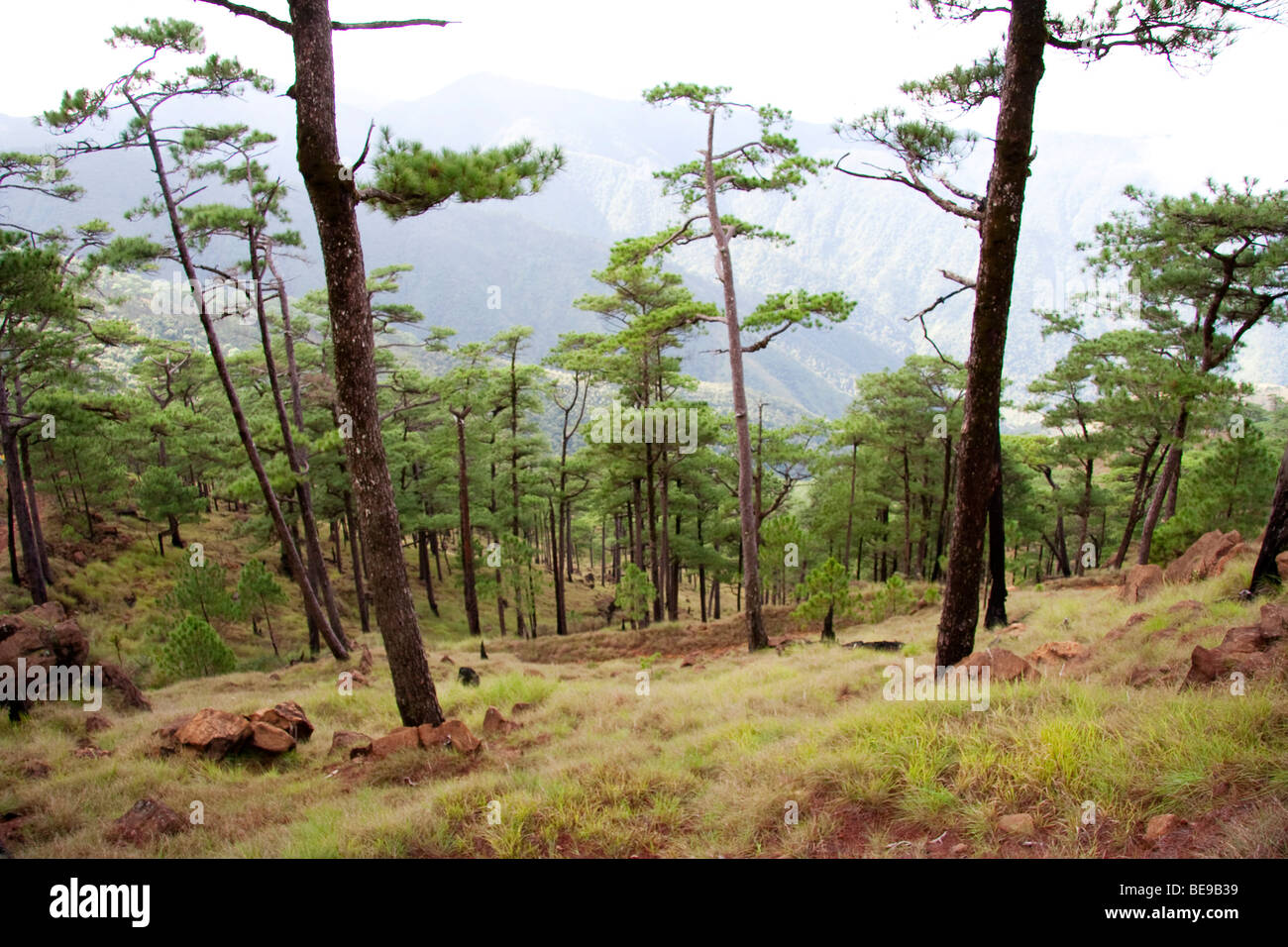 Pine forest in Mt. Tapulao, Zambales Stock Photo - Alamy