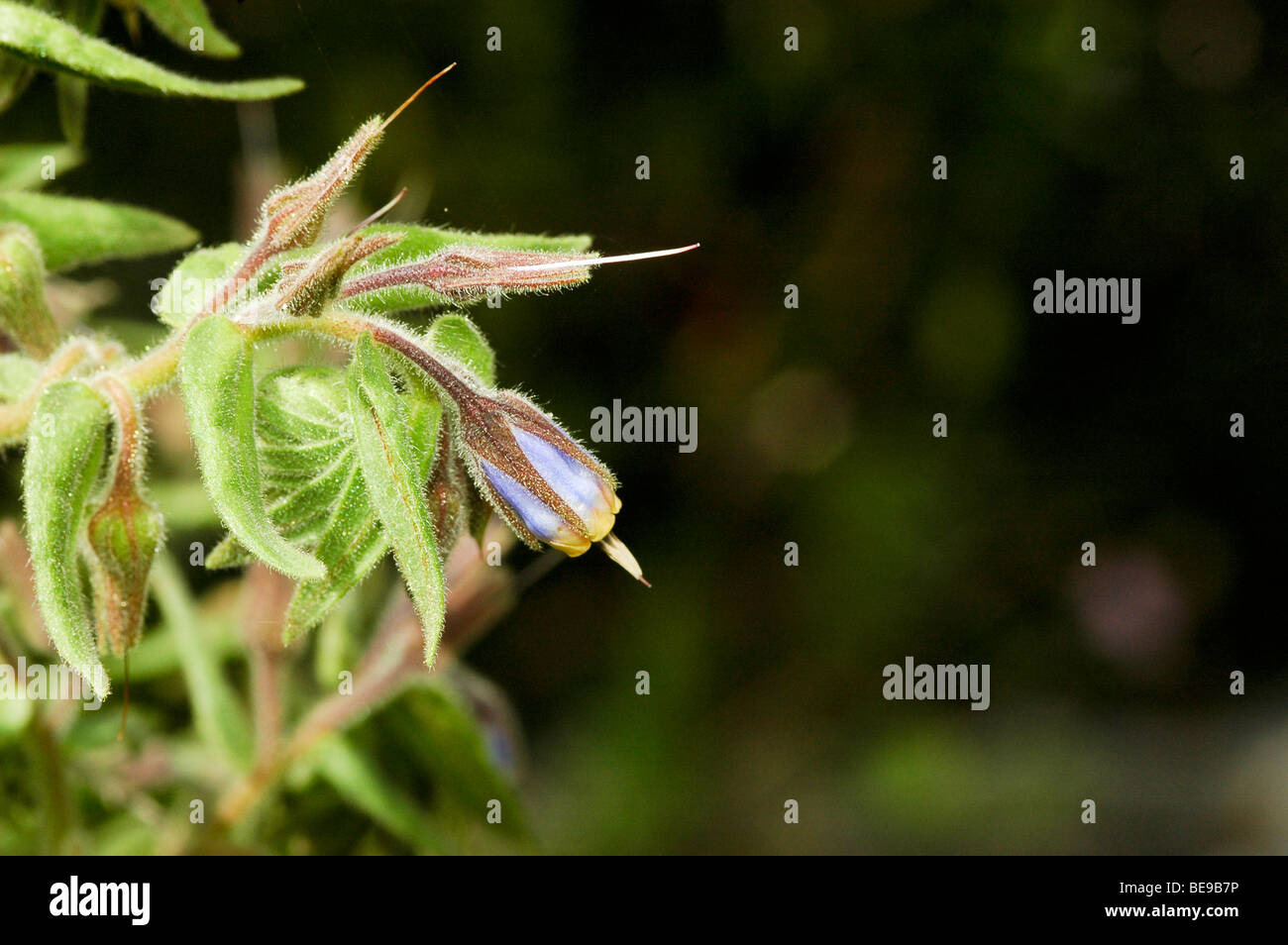 Golden drop hi-res stock photography and images - Alamy