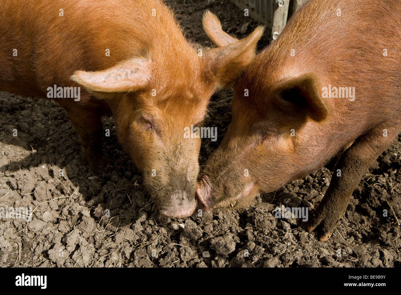 Tamworth pigs at Lower Chapel Marsh Farm. Beaminster. Dorset Stock ...