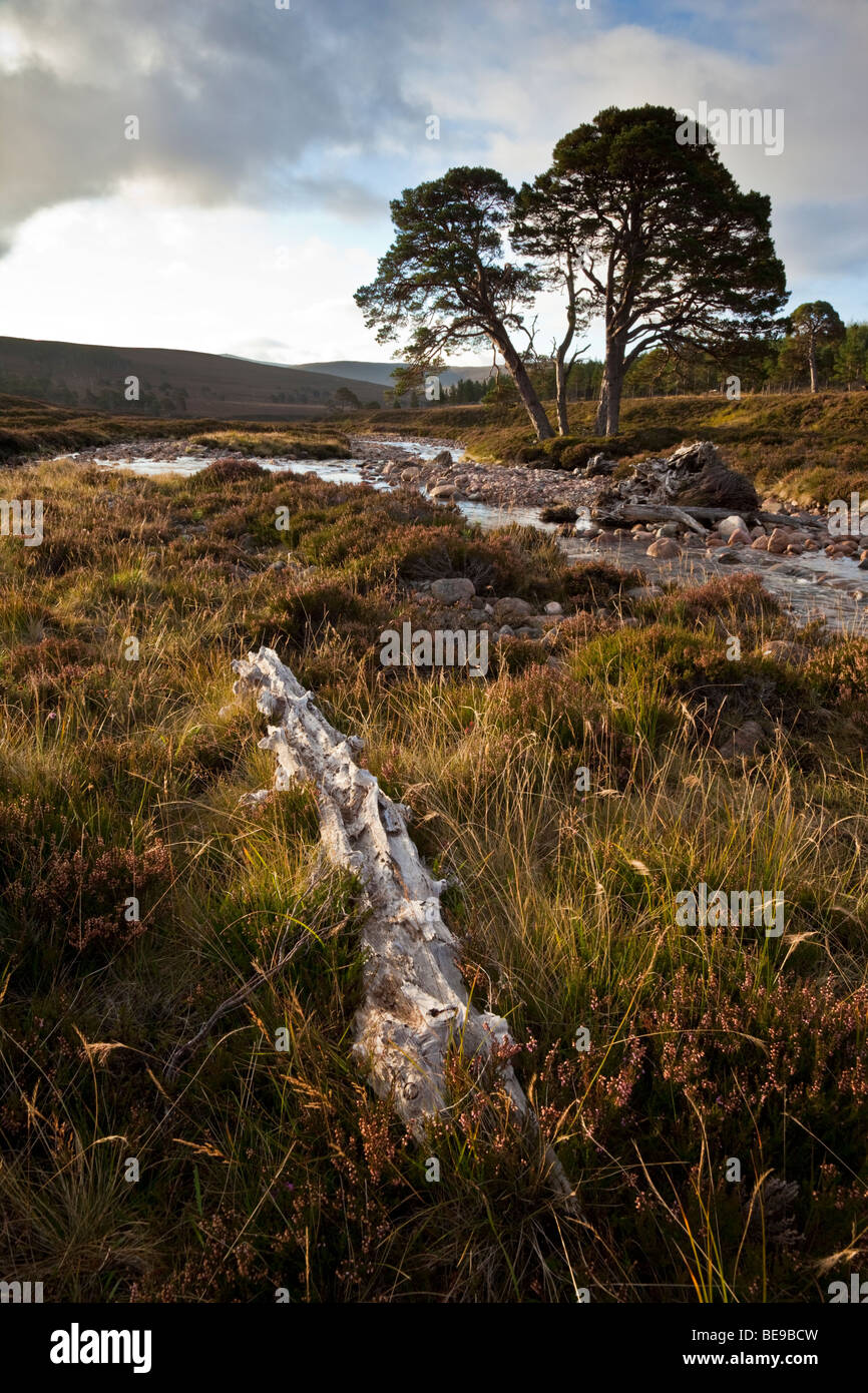 Sunrise over a river and the remnants over the ancient Caledonian pine ...