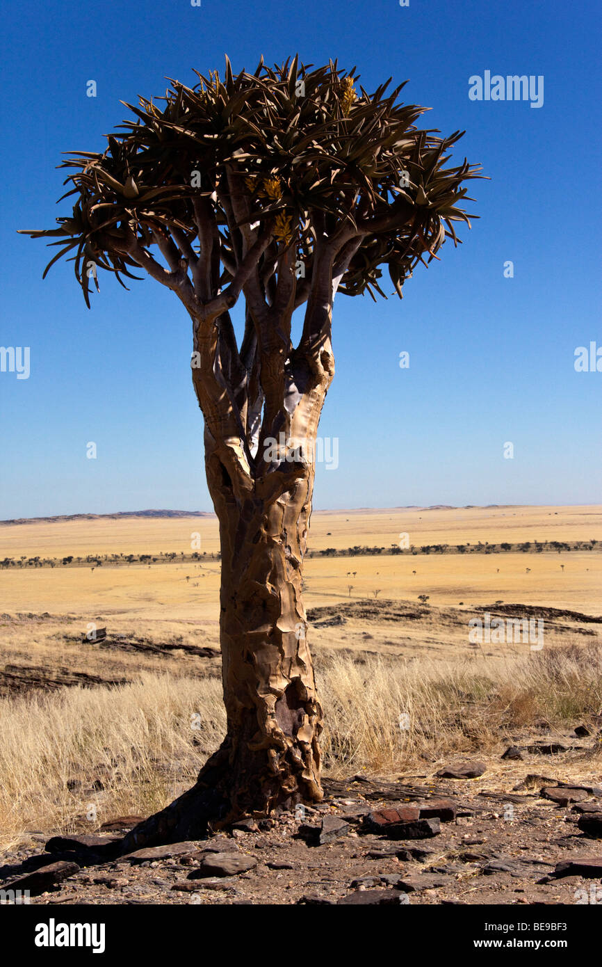 A Quiver Tree (Aloe dichotoma) in the Namib-Naukluft Desert in Namibia ...