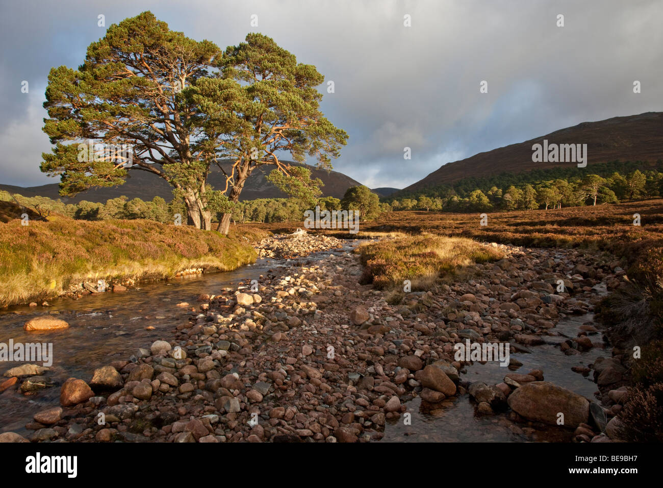 Sunrise over a river and the remnants over the ancient Caledonian pine ...