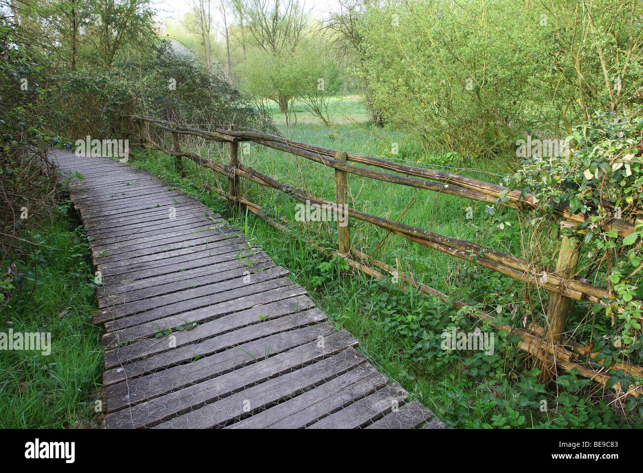 Boardwalk / Raised wooden walkway with wooden fence through marshland ...