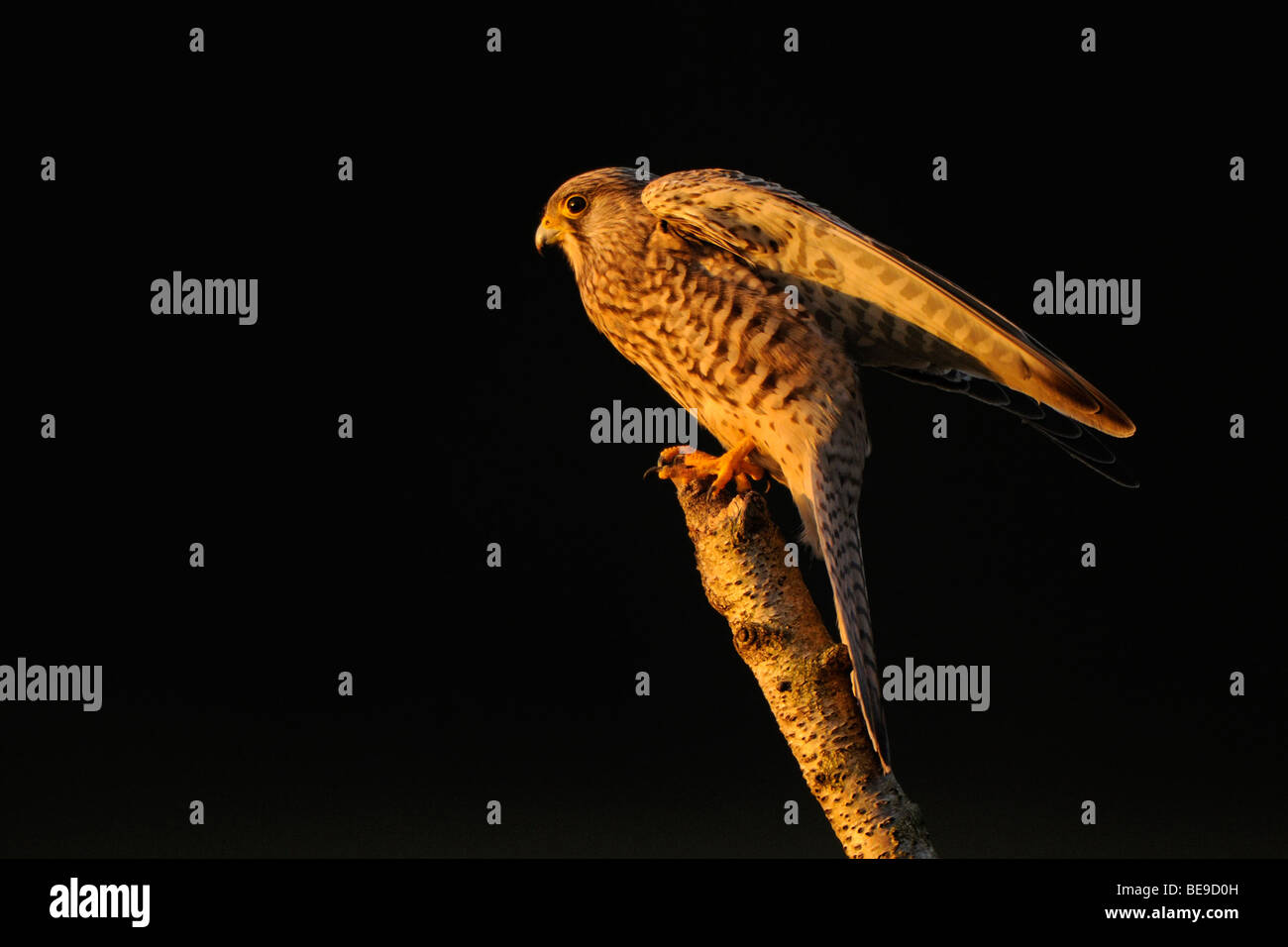 Female kestrel into landing hi-res stock photography and images - Alamy