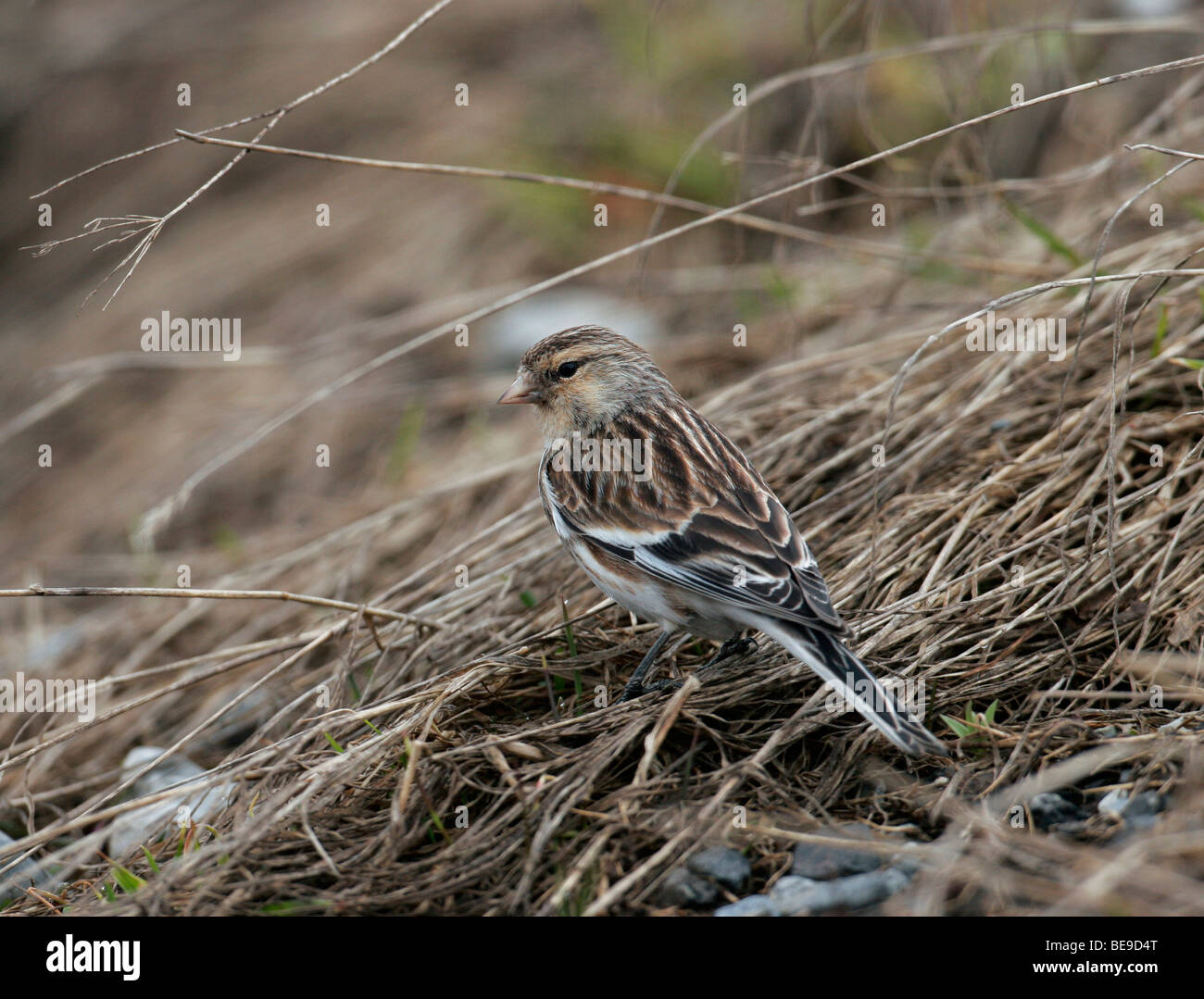 Caucasus insects hi-res stock photography and images - Alamy