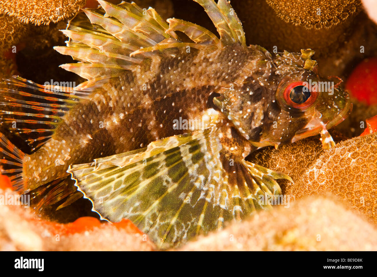 Hawaiian Lionfish