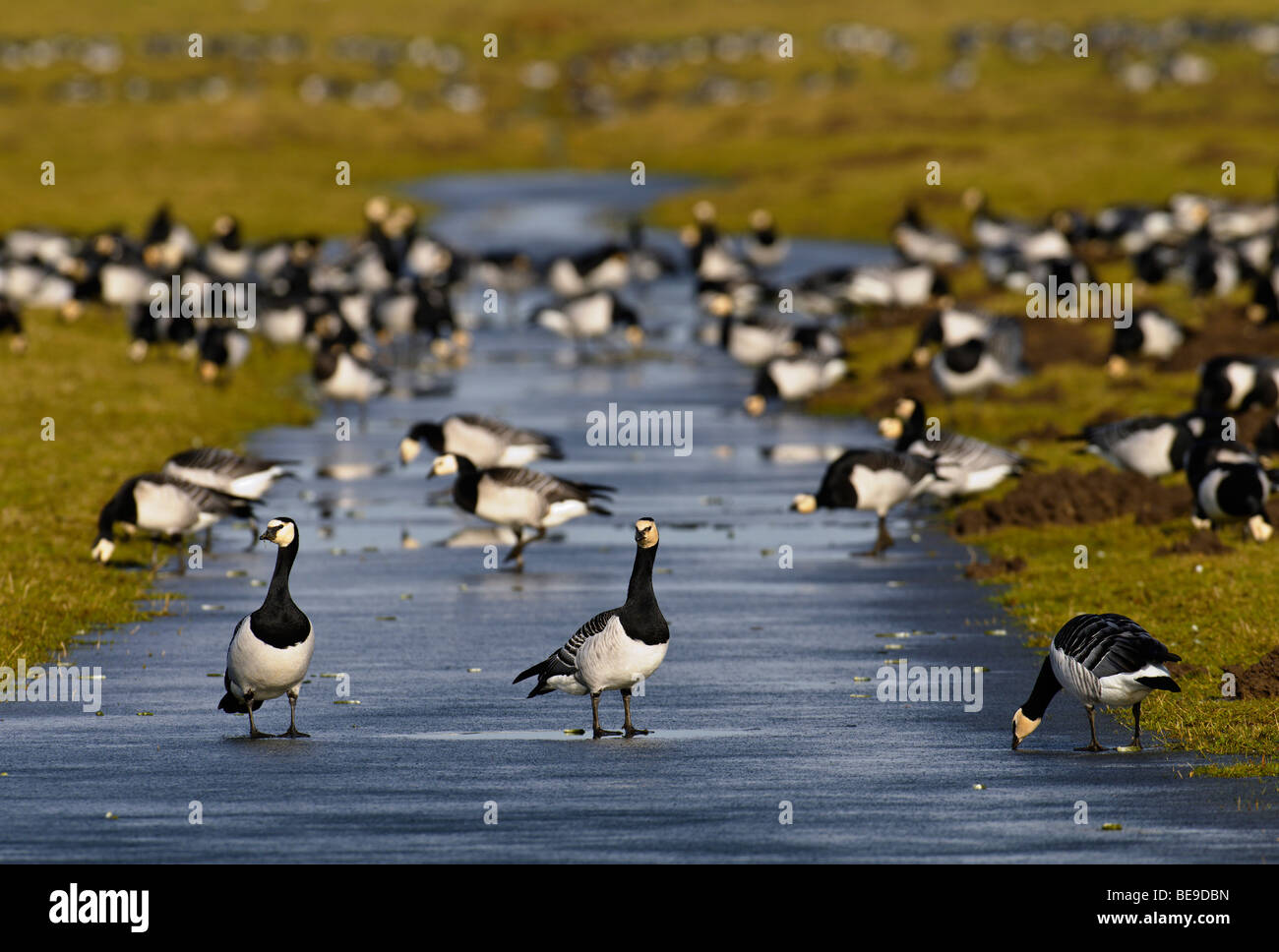 Brandgans;Barnacle Goose;Branta leucopsis Stock Photo - Alamy