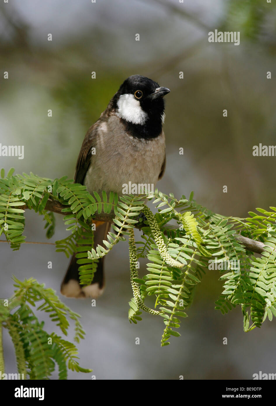 Groene vogel hi-res stock photography and images - Alamy