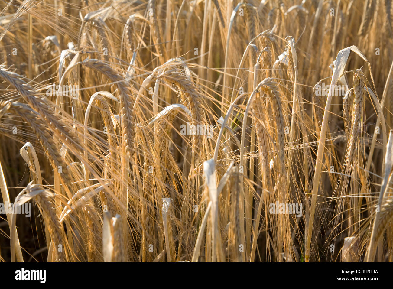 Head Of Barley Stock Photos & Head Of Barley Stock Images - Alamy
