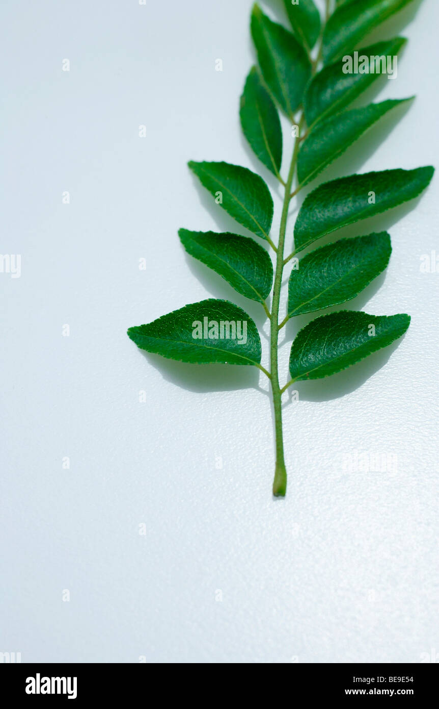 Still life of curry leaf Stock Photo - Alamy