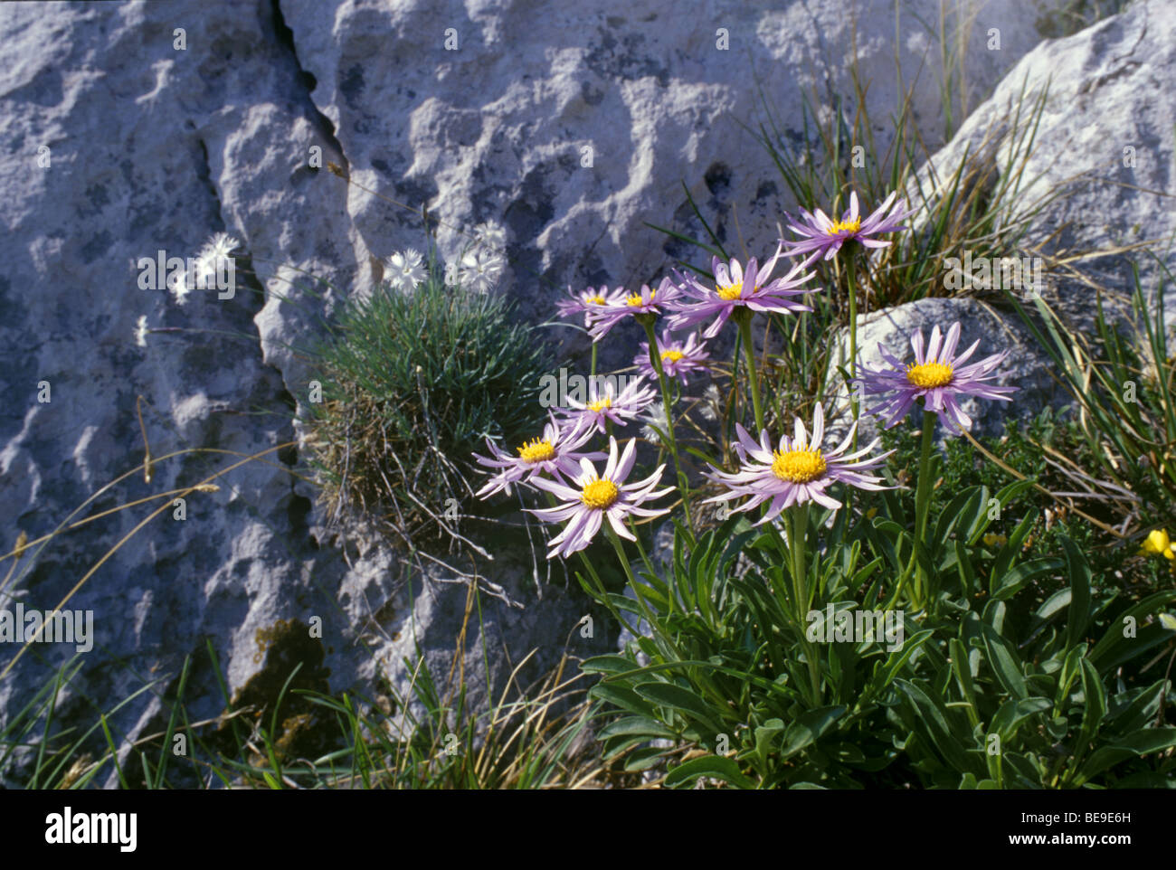 Flora geologie hi-res stock photography and images - Alamy
