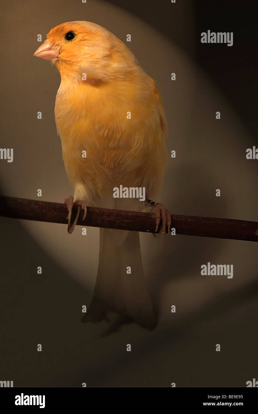 A Canary, Serinus canaria, perched on a branch Stock Photo - Alamy