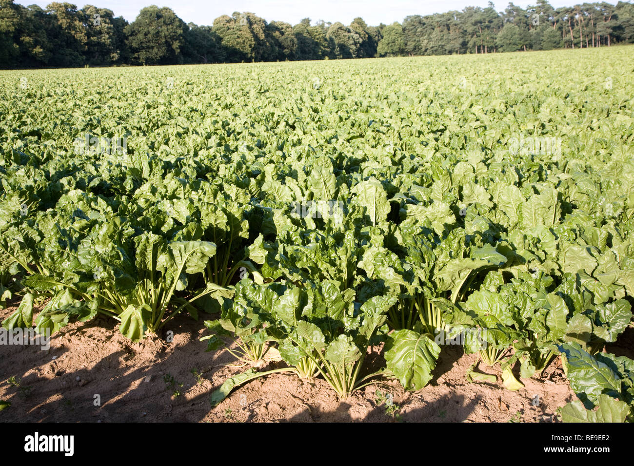 Sugar beet field hi-res stock photography and images - Alamy