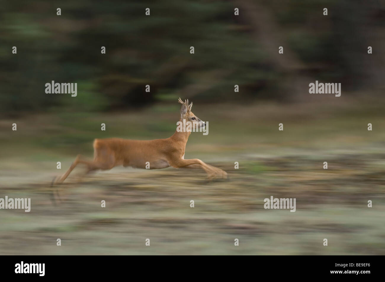 Ree; Capreolus capreolus; Roe deer; Reh Stock Photo - Alamy