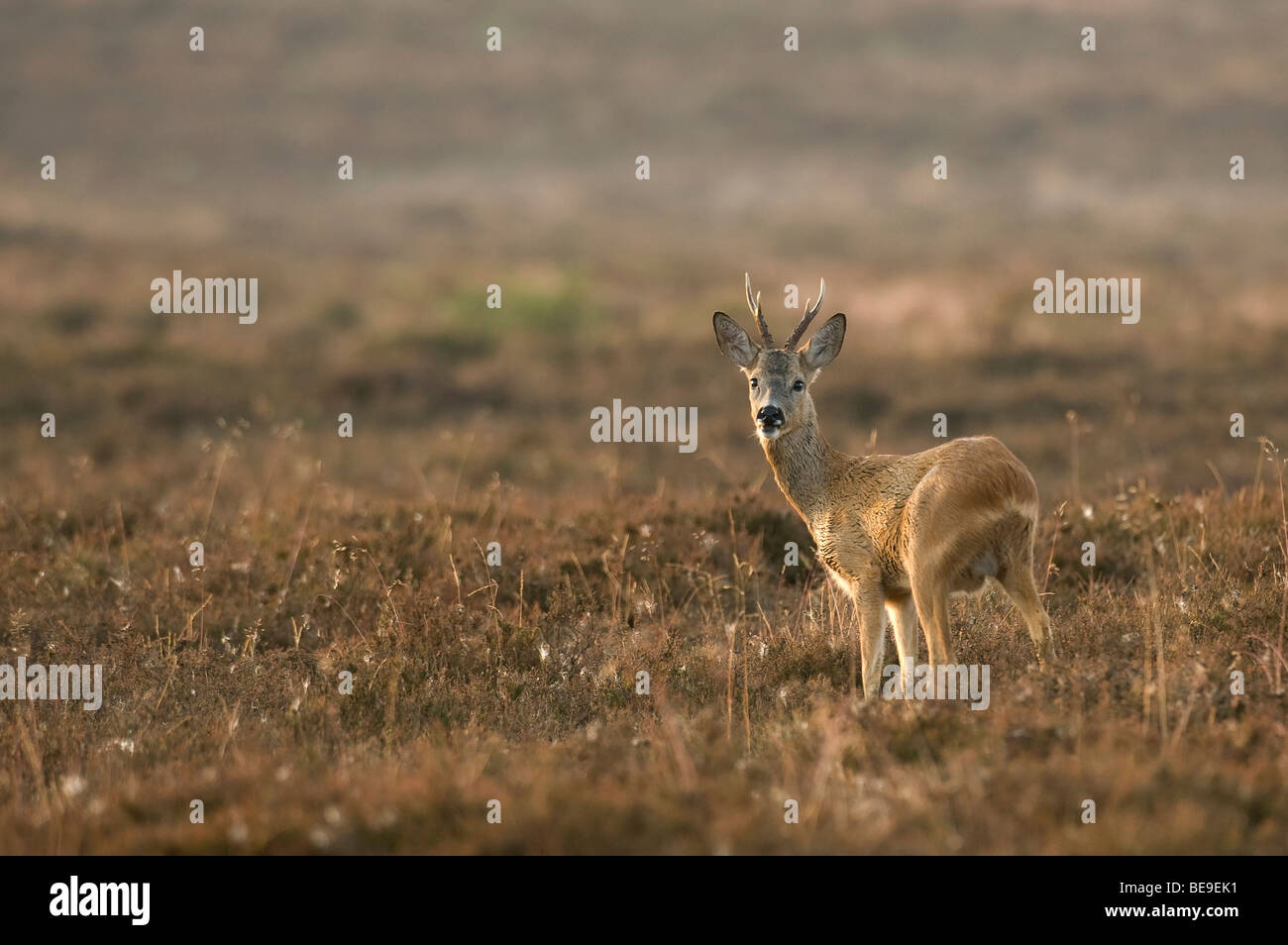 Ree; Capreolus capreolus; Roe deer; Reh Stock Photo - Alamy