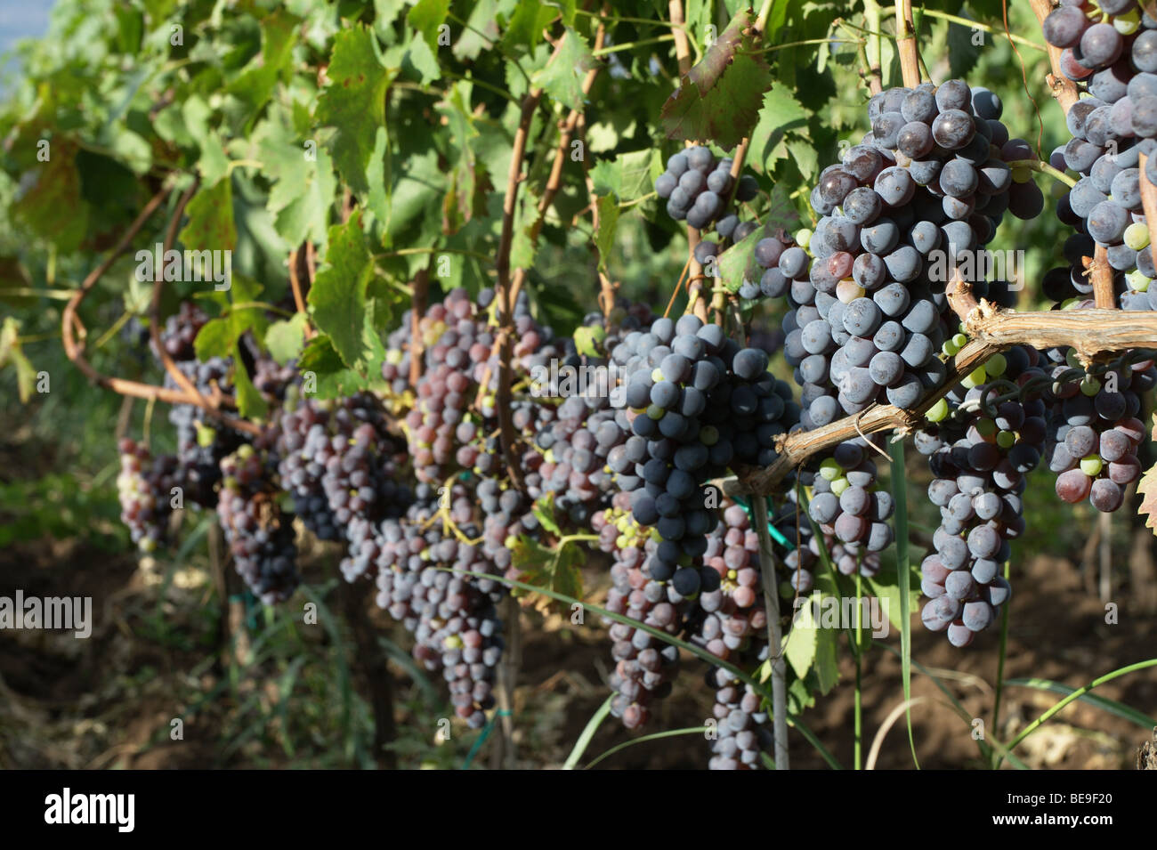Uva grapes hi-res stock photography and images - Alamy