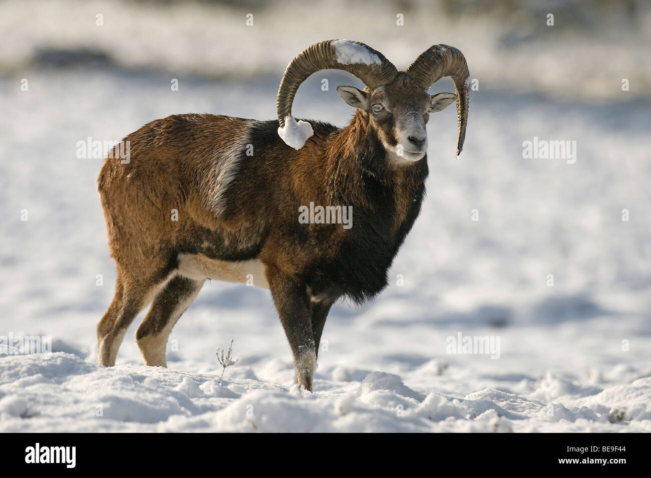 Moeflon; Ovis gmelini musimon; Mouflon; Muffeltiere Stock Photo - Alamy