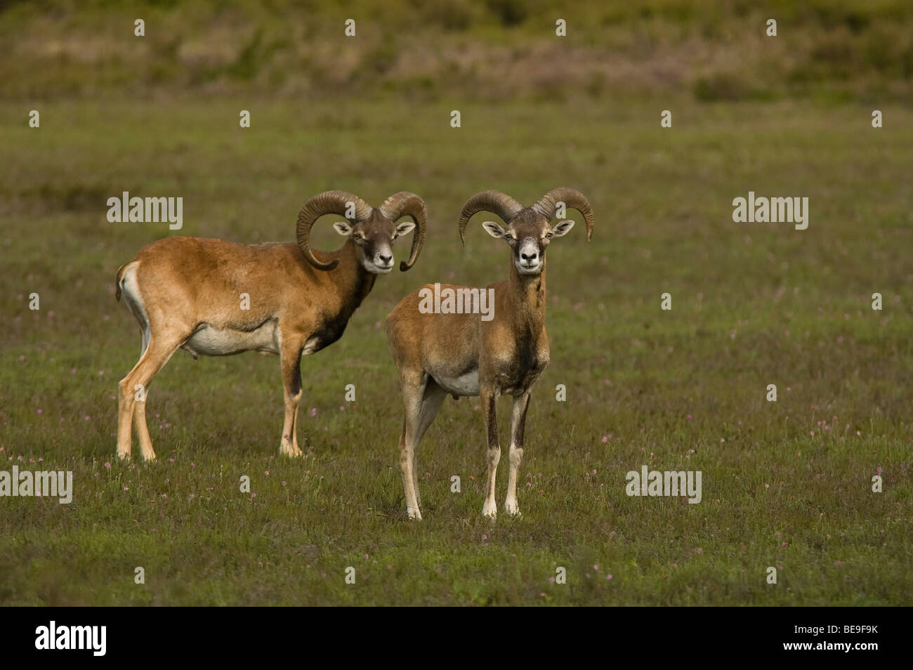 Moeflon; Ovis gmelini musimon; Mouflon; Muffeltiere Stock Photo - Alamy