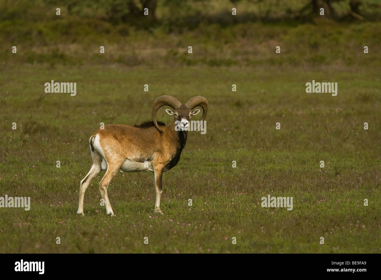Moeflon; Ovis gmelini musimon; Mouflon; Muffeltiere Stock Photo - Alamy