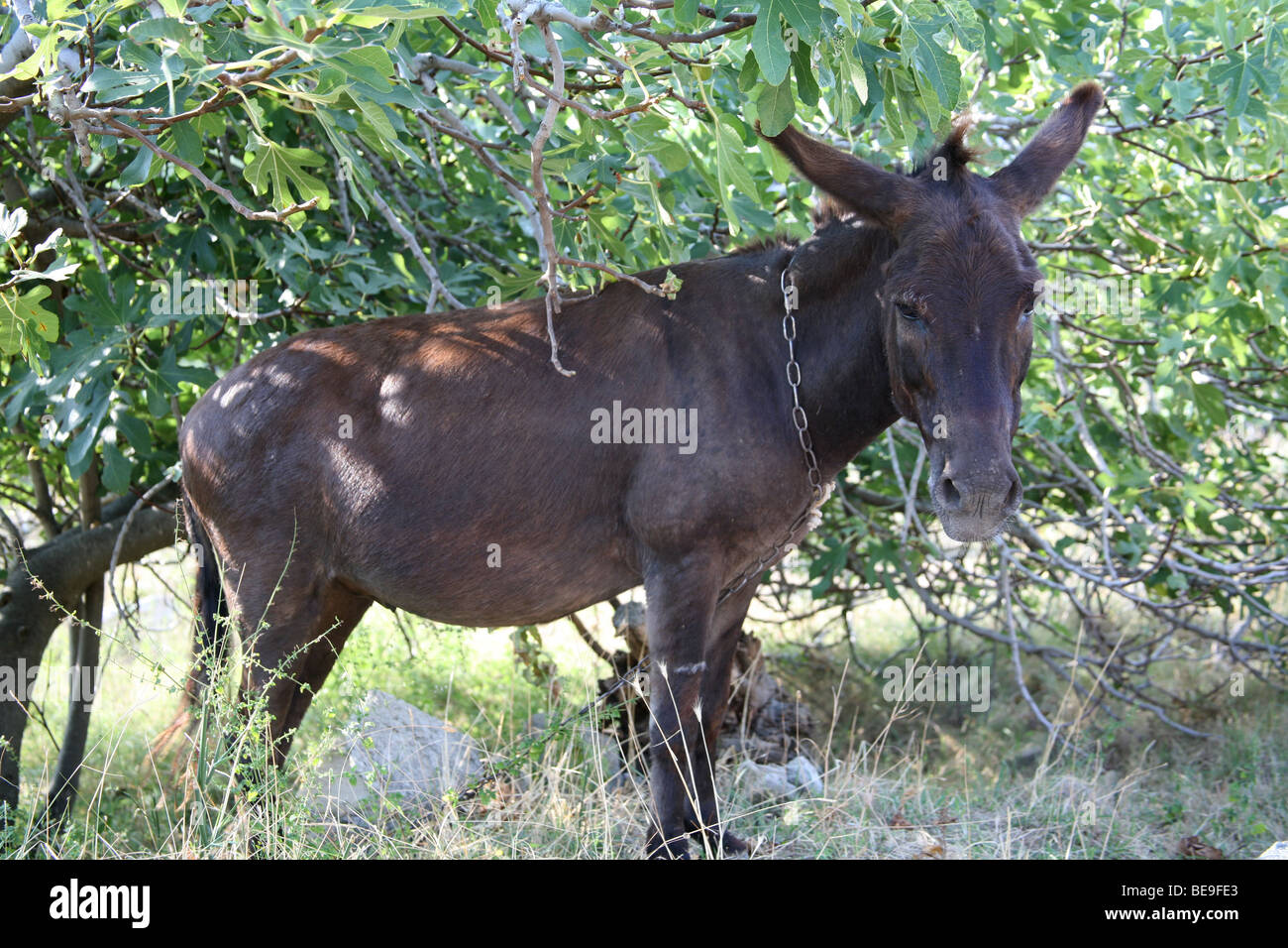 Croatia. Island Rab. Donkey Stock Photo - Alamy