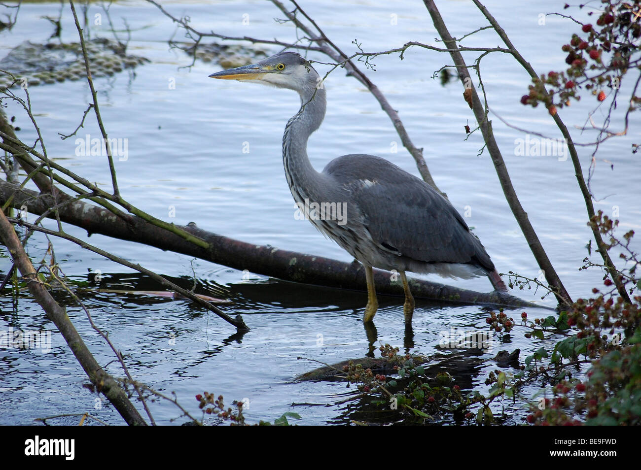 Thames wildlife hi-res stock photography and images - Alamy