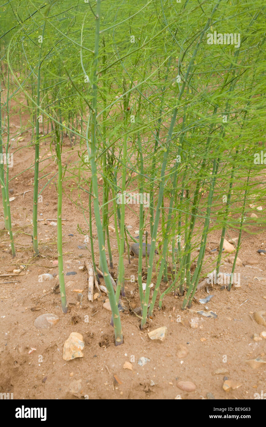Asparagus plants hi-res stock photography and images - Alamy
