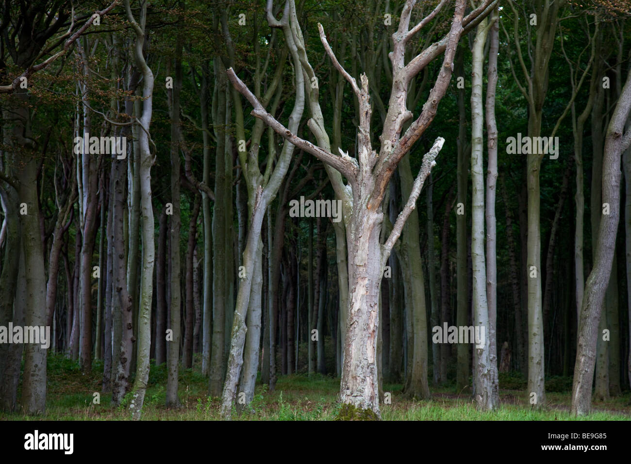 Inside the "Ghost forest" of Nienhagen, Germany, on the coast of Baltic ...
