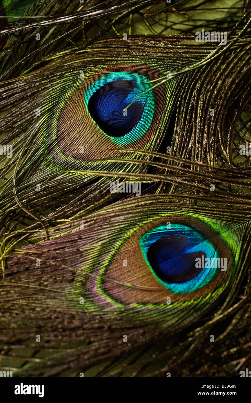 Two feathers still life hi-res stock photography and images - Alamy