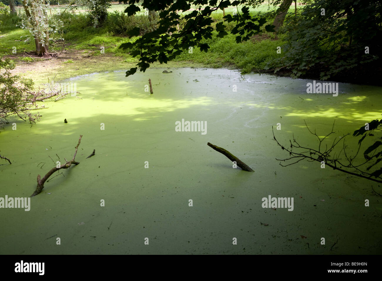 Eutrophication hi-res stock photography and images - Alamy