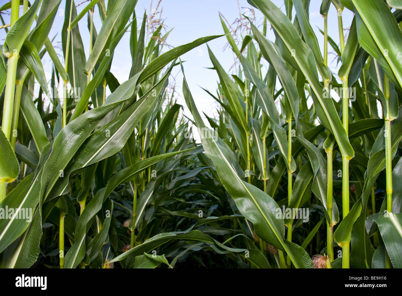 Inside a corn crop Stock Photo - Alamy