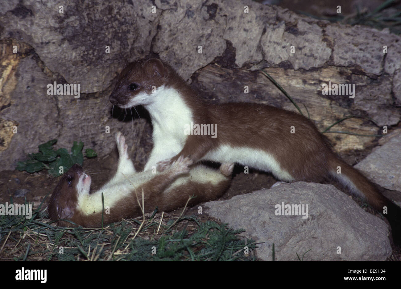 Spielende Hermelinen, GroÃŸes Wiesesl in Hohlraum eines Baumes.Stoat in ...