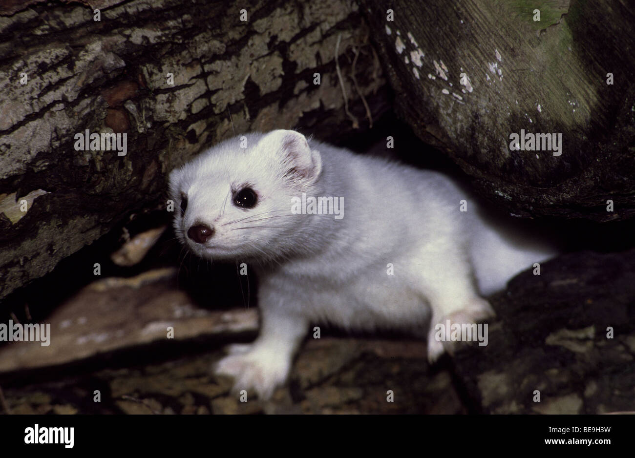 Hermelin, GroÃŸes Wiesel in Winterkleid in BaumhÃ¶hle.Stoat in winter ...