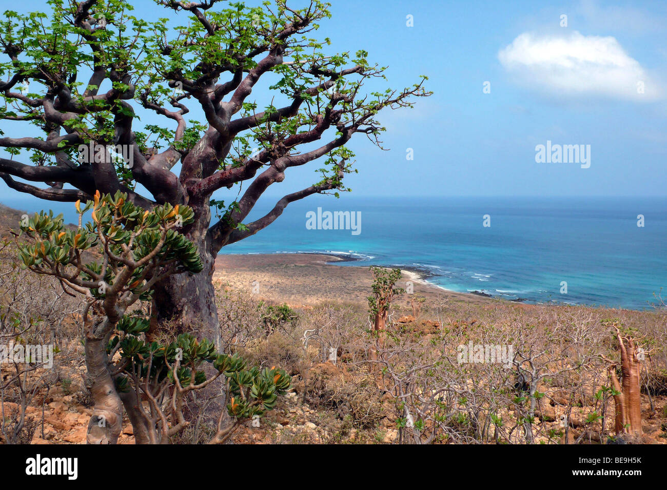 Socotra archipelago yemen hi-res stock photography and images - Alamy