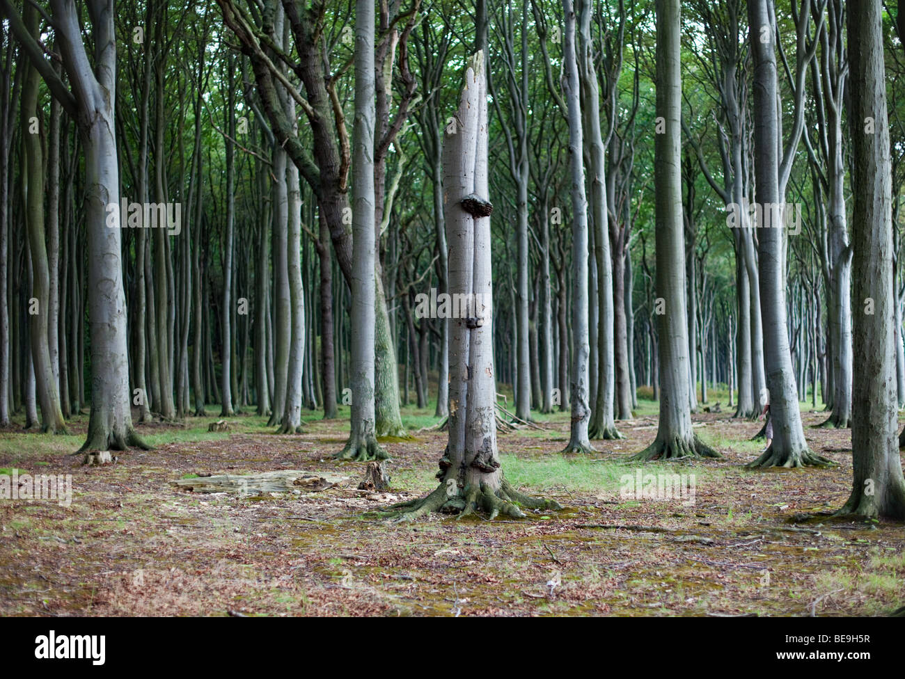 Ghost forest nienhagen mecklenburg vorpommern germany hi-res stock ...
