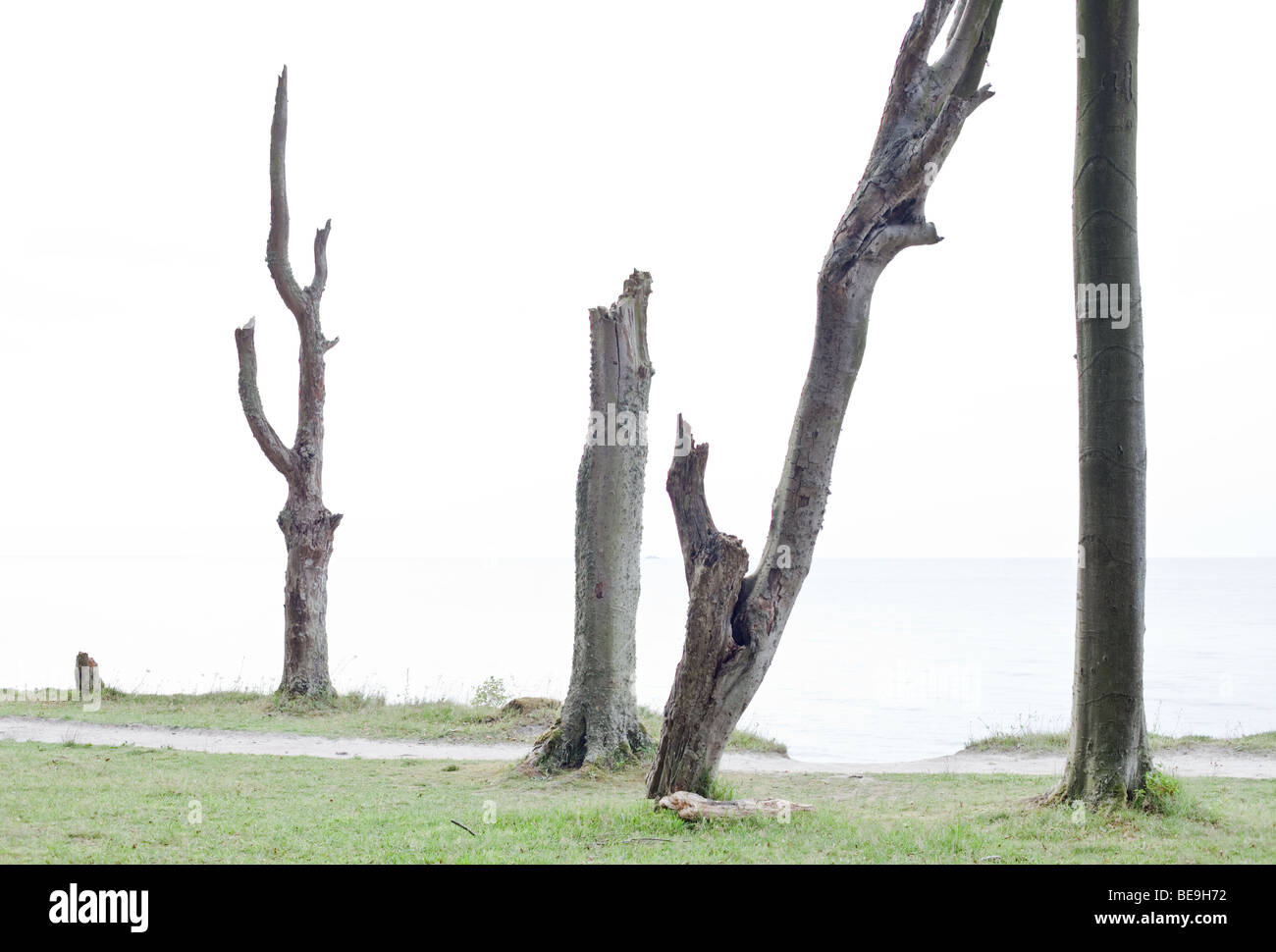 Beautiful dead trees in the "Ghost forest" of Nienhagen on the coast of ...