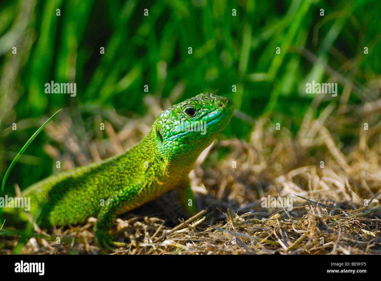 European Green Lizard Stock Photo - Alamy