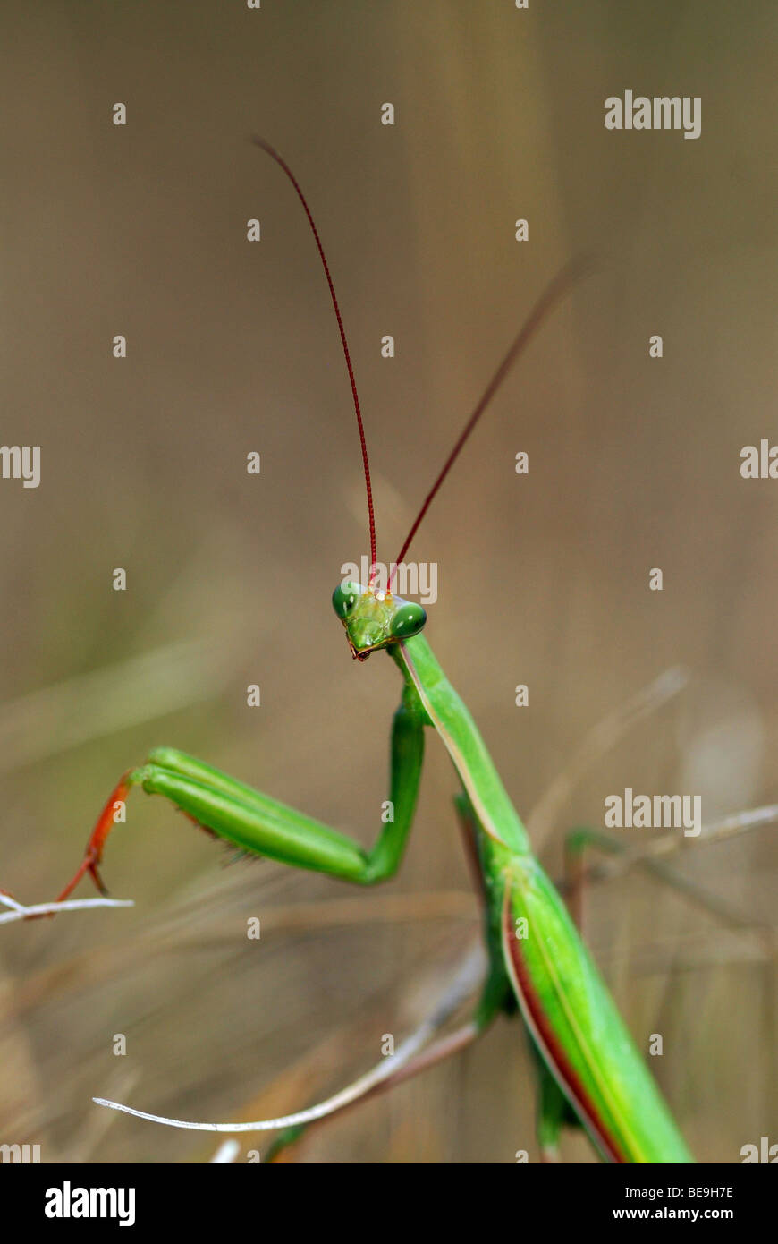 Mantis religiosa (or European Mantis Stock Photo - Alamy