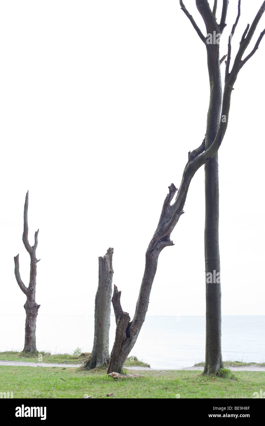 Beautiful dead trees in the "Ghost forest" of Nienhagen on the coast of Baltic sea Stock Photo ...
