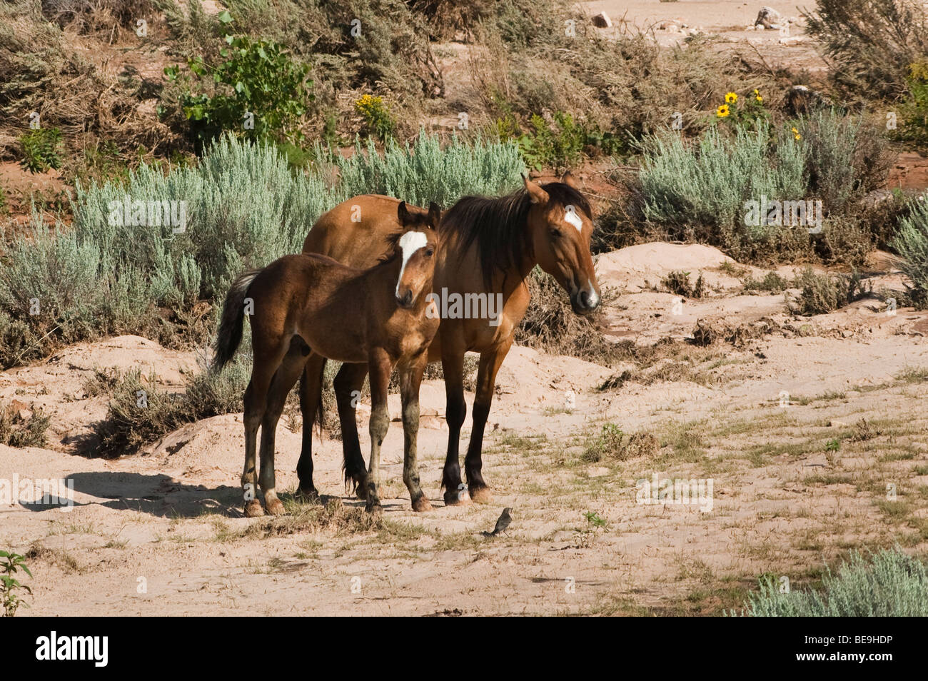 free roaming mustangs in the Pryor Mountain wild horse range in Wyoming ...