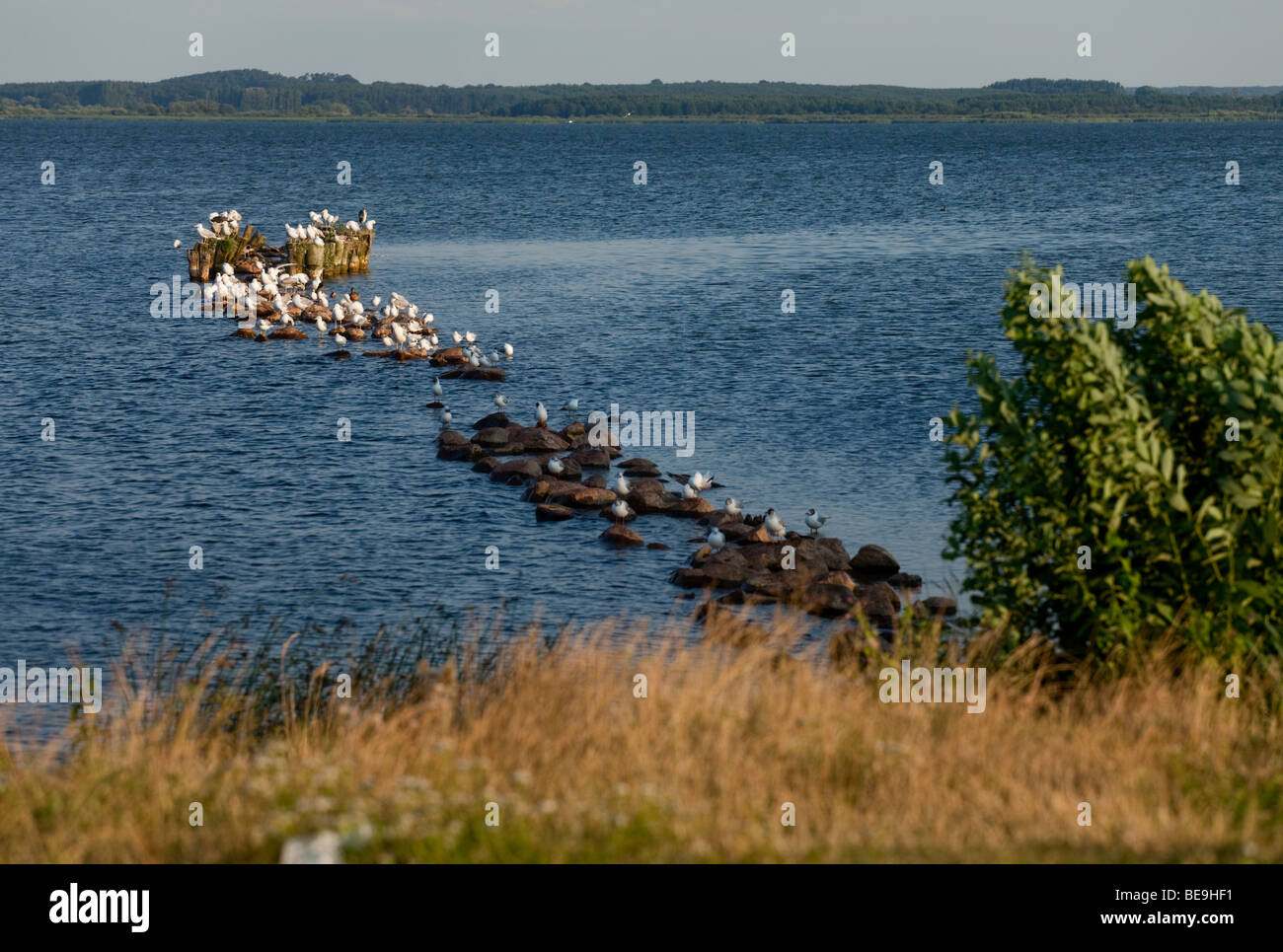 Kummerow lake hi-res stock photography and images - Alamy