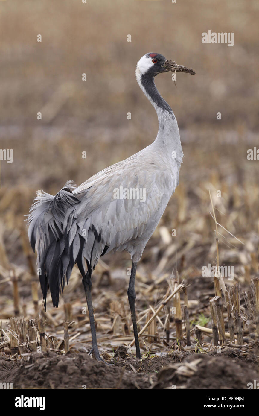 Kraanvogel; Grus grus; Common Crane Stock Photo - Alamy